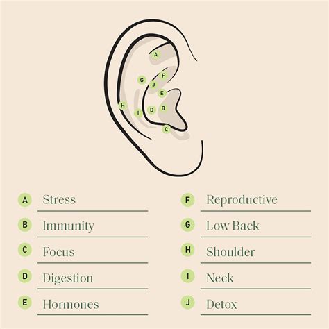 Printable Ear Seed Placement Chart Free Printable Charts