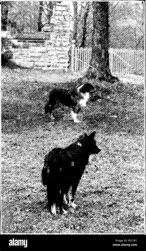 This Image Is From A Guide To Identifying Native Trees Offering