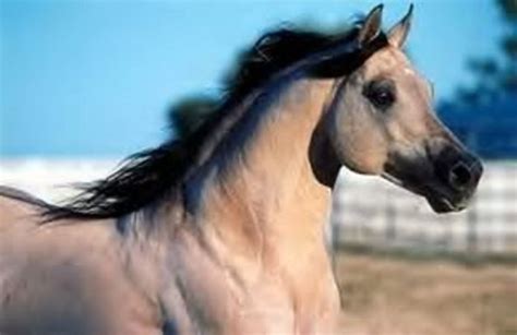 Silver Buckskin Half Arabian