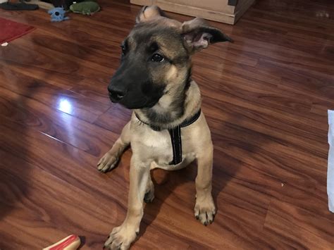Pitbull Mixed With German Shepherd