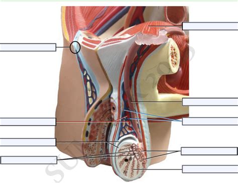 Male Reproductive System Part 2 Diagram Quizlet