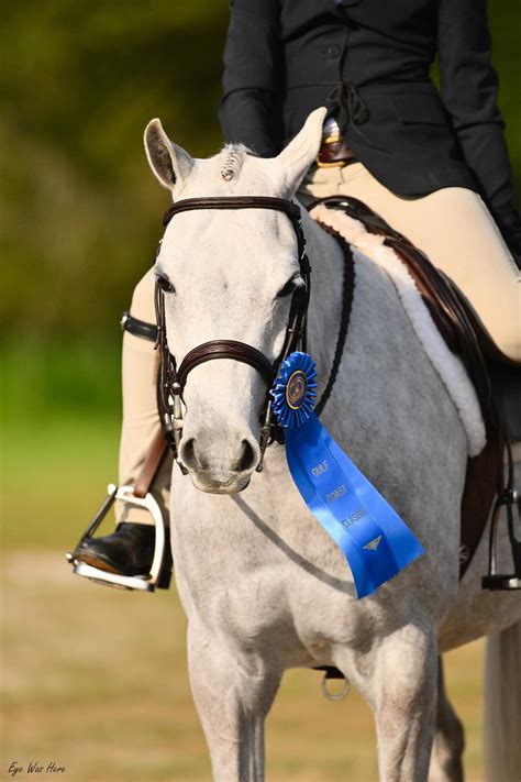 Ready To Take Your Show Career To Fox Pointe Farm Llc Facebook