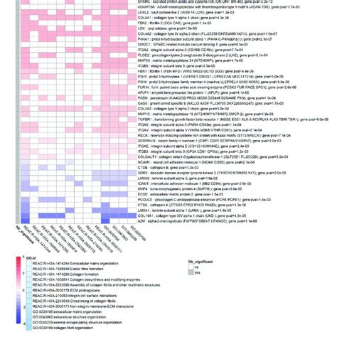 Genes And Enrichment Terms Associated With The Cluster Ecm Genes And Enrichment Terms Associated With The Cluster Ecm