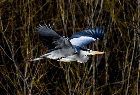Conservation Ranger Volunteer Experience Visitscotland