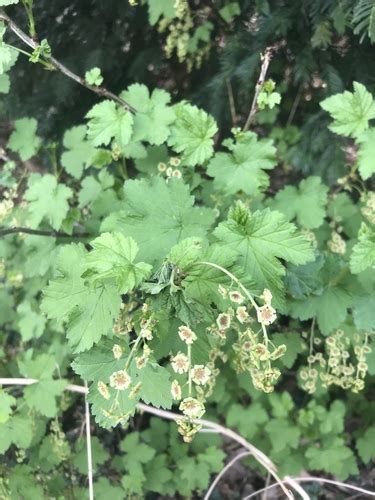 Observations By Segers Tom · Inaturalist