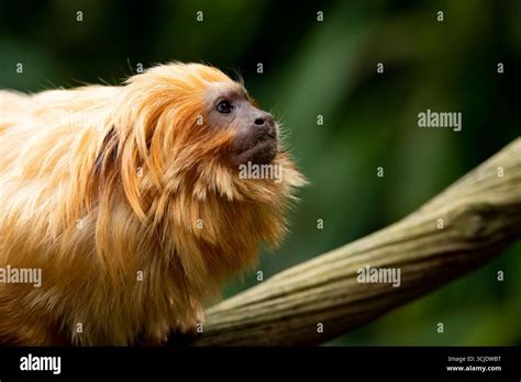 The Golden Lion Tamarin Leontopithecus Rosalia Also Known As The