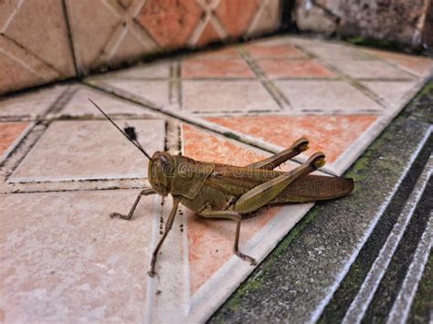 Grasshoppers On The Floor Stock Image Image Of Antenna 392708867