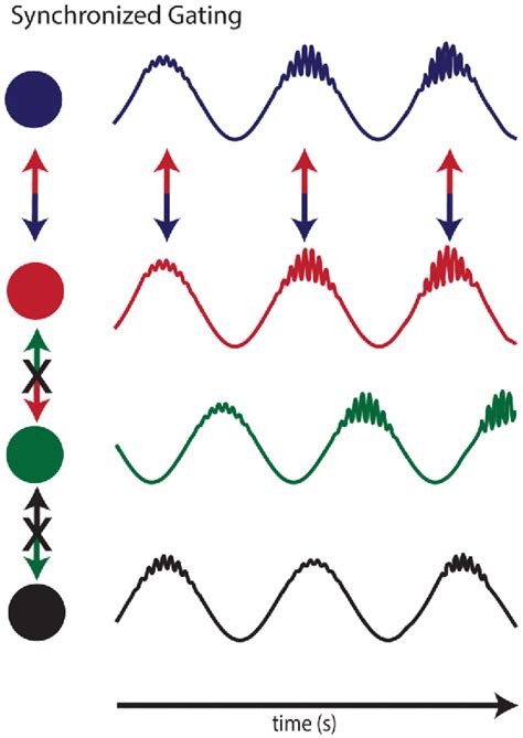 Figure 5 From The Brains Resting State Activity Is Shaped By Synchronized Cross Frequency