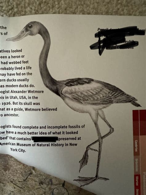 Dinopedia Guesses The Species Of This Ancient Bird Fandom