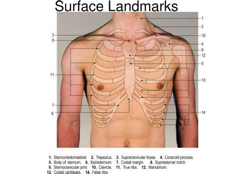 Ppt Chest Wall Anatomy Powerpoint Presentation Free Download Id