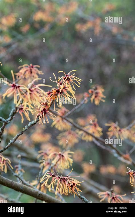 Hamamelis X Intermedia Aurora Witch Hazel Aurora Flowering In Winter Rhs Wisley Gardens