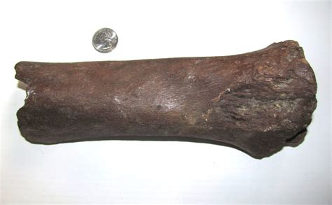 Fossil Bison Bone A Member Collections The Fossil Forum