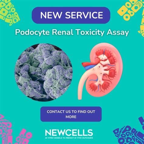 Video David Hutchings On Linkedin Glomerulus Podocytes Functional