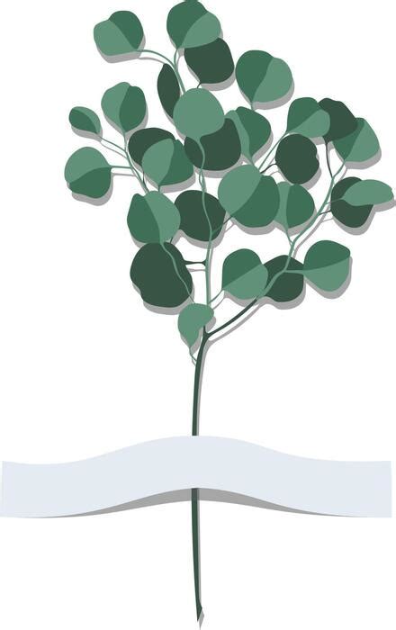 Eucalyptus Tree Vector Art Icons And Graphics For Free Download