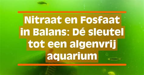 Algen Voorkomen En Bestrijden Met Nitraat En Fosfaat