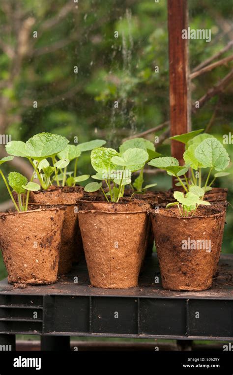 Seedlings Plantlets Growing In Small Flowerpots In A Greenhouse Stock