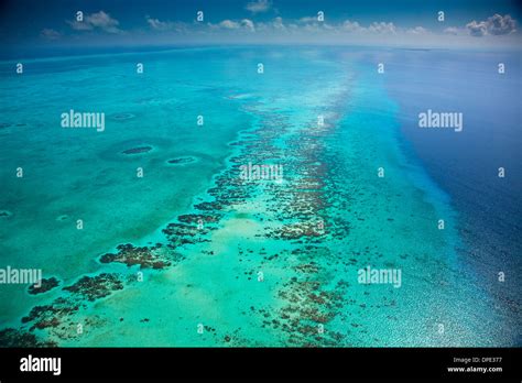 Reef Detail Belize Caribbean Sea Meso American Reef Reserve Lighthouse