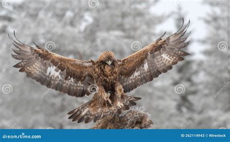 Closeup Shot Of A Golden Eagle Landing Near A Frozen Racoon Carcass Stock Image Image Of