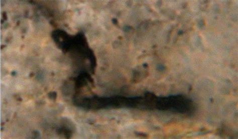 Methane Producing Microorganisms Suggest Life In The Universe Is Common