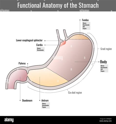 The Function Of Pylorus