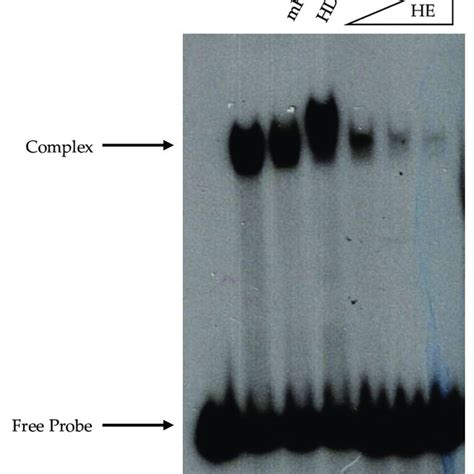 Fission Yeast Whole Cell Extracts Contain A Homole Box Binding Protein