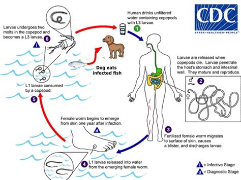 Threadworm Life Cycle