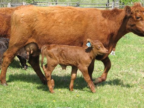 Photo Gratuite Veau Vache Bovins Ferme Bébé Image Gratuite Sur