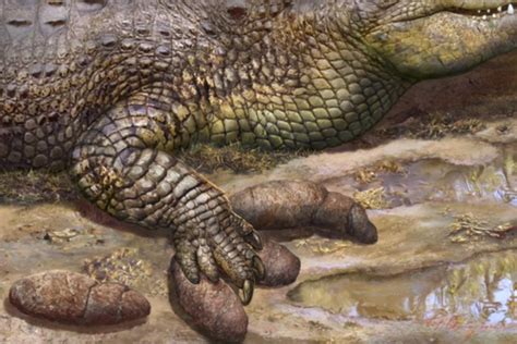 ワニの足跡が残る3300万年前のワニのふん化石を発見 写真2枚 国際ニュース：afpbb News