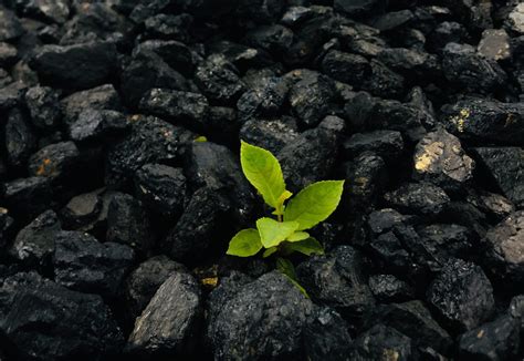 Biochar In Gardening What It Is And How To Use It South Elmonte