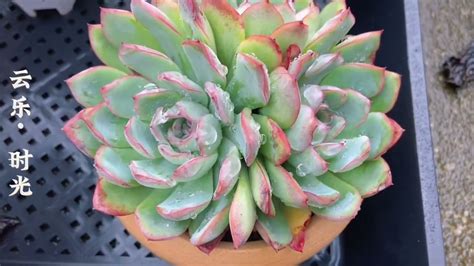 寄养区多肉仙气飘飘，出嫁了，还有几分留恋！ Youtube