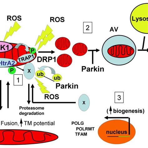 Schematic Diagram Highlighting A Proposed Framework For The Roles Of