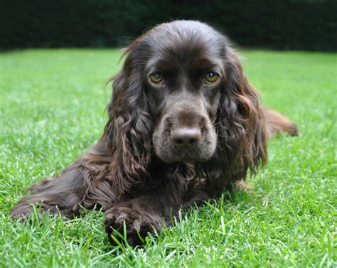 Engelse Cocker Spaniel