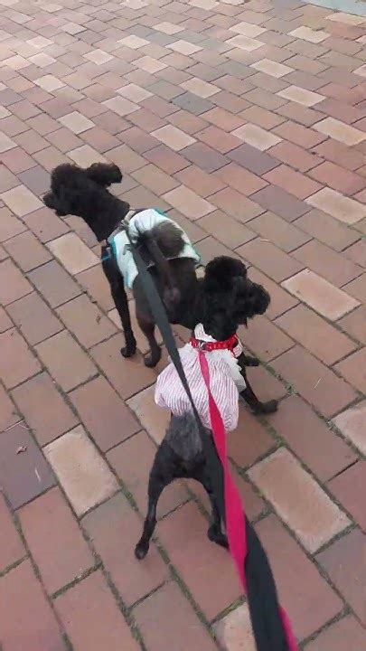 비둘기 대가족 Youtube