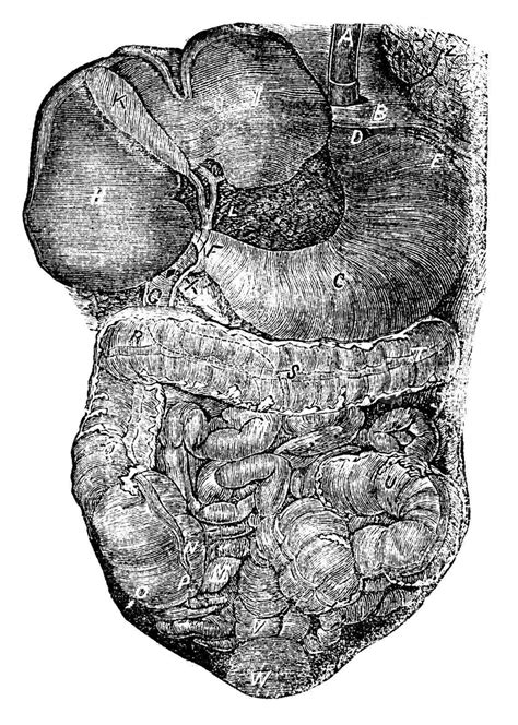 Vista Anatómica De La Porción Abdominal Del Tracto Digestivo O Sistema
