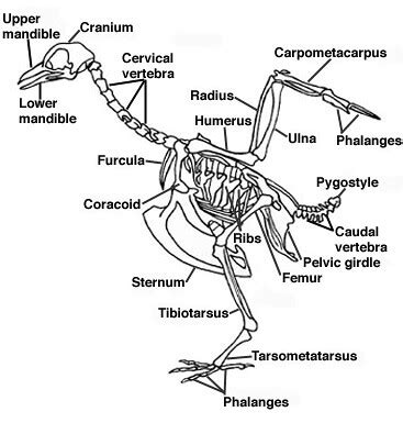 Anatomy Of A Turkey Anatomy Of A Turkey Head Good Morning