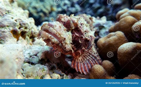 Tassled Scorpionfish Fish A Type Of Bone Fish Osteichthyes