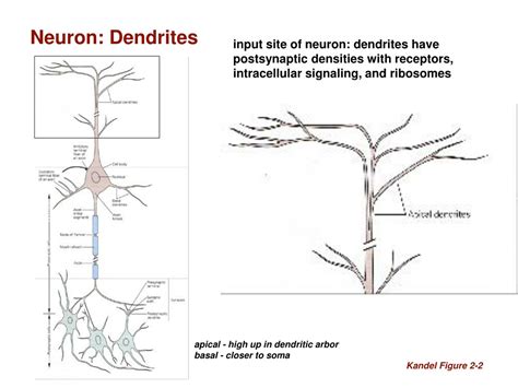Ppt Lecture 2 Neuron Properties And Cellular Anatomy Powerpoint
