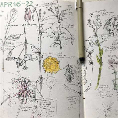 Botanical Drawing On An Open Book Botanical Field Notes Botanical