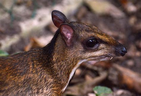 Borneo Mouse Deer Smallest Species Of Deer Kota Kinabalu Northern