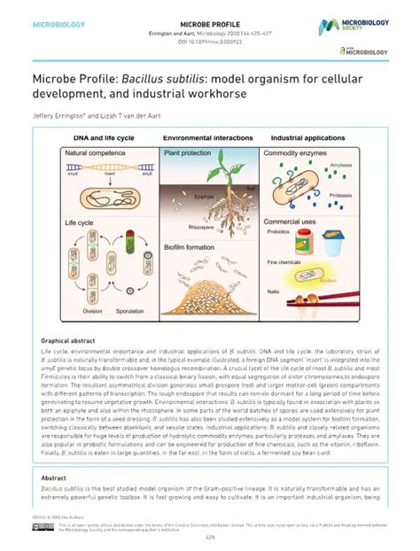 Bacillus Subtilis Model Organism For Cellular Development And