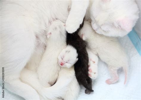 Newborn White Kittens