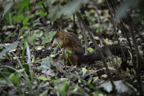 The Red Squrrel Sciurus Vulgaris Stands On A Ground Trying To Find