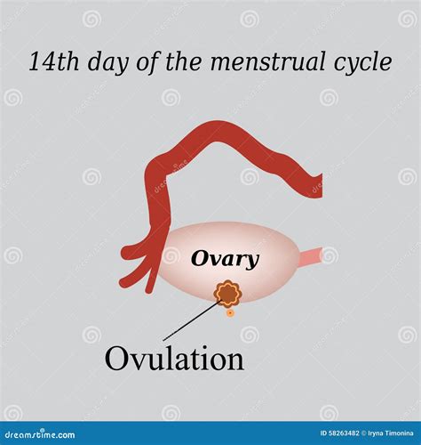 Day Of The Menstrual Cycle Ovulation Vector Stock Vector Illustration Of Eps