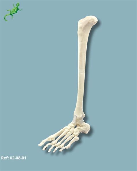 Foot Ankle And Tibia Left Addi Cort Ref 02 08 01 Addidream