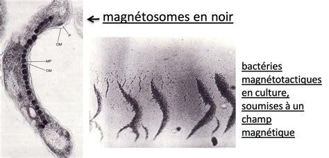 Cell Procaryote 18 Stratégies Numériques Denseignement Et D