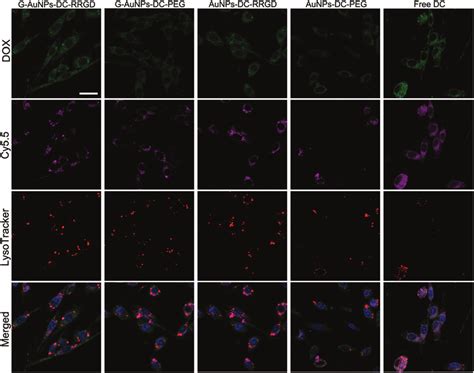 Cellular Uptake And Subcellular Localization Confocal Microscope