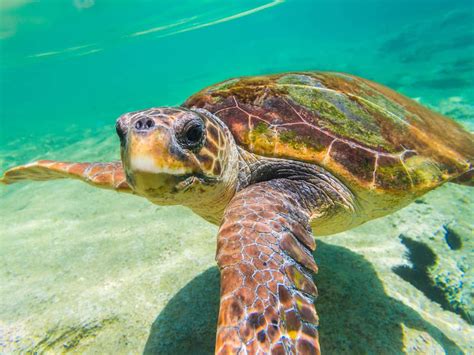 Download Loggerhead Sea Turtle Swimming Wallpaper