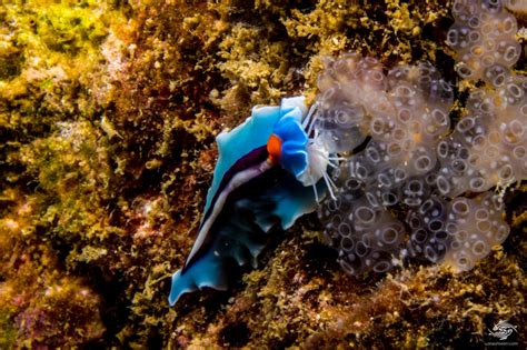 What Eats Flatworms At Jasper Saranealis Blog