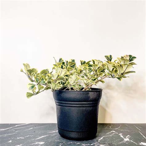 Ficus Triangularis Variegata Triangle Fig Weeping Fig Ficus Fig