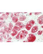 Anti Dlk1 Human Mab Antibody Pf299 1 Order From Adipogen